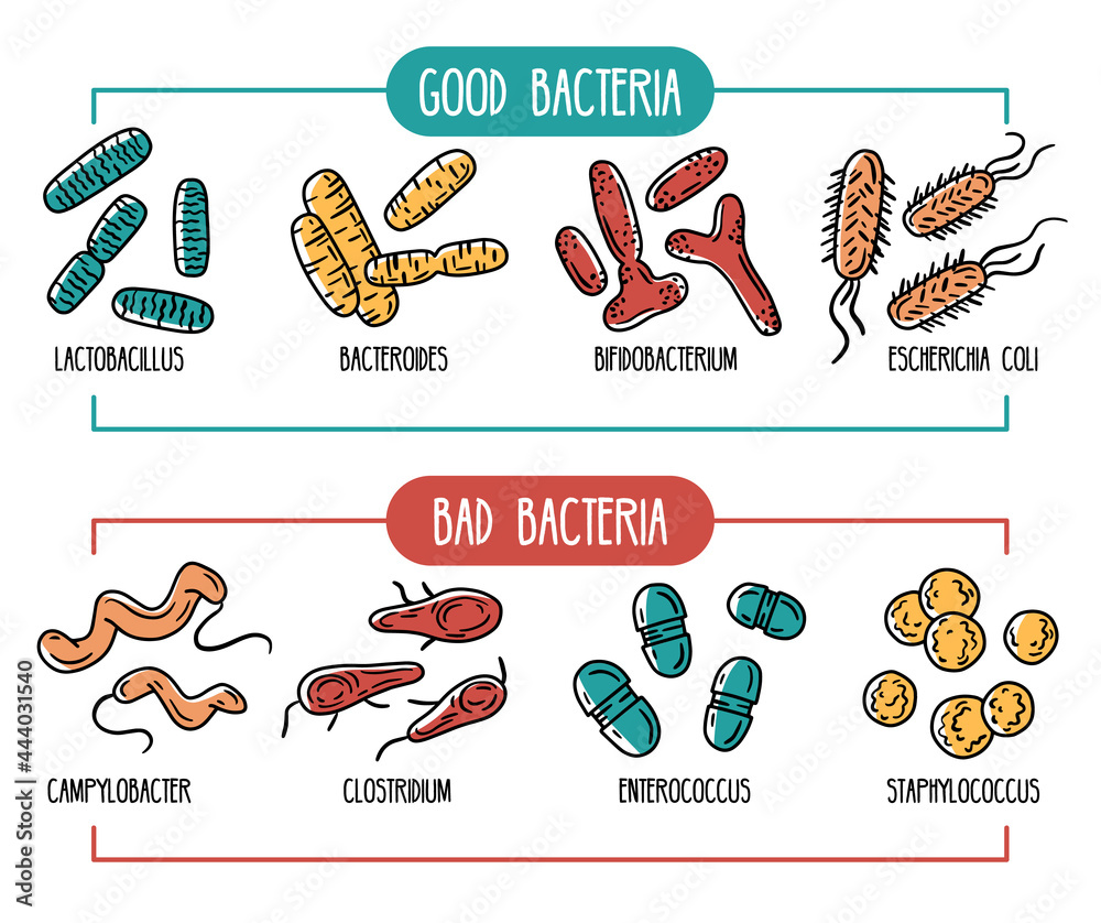 Good and bad bacteria of the intestines and digestive tract. Vector ...