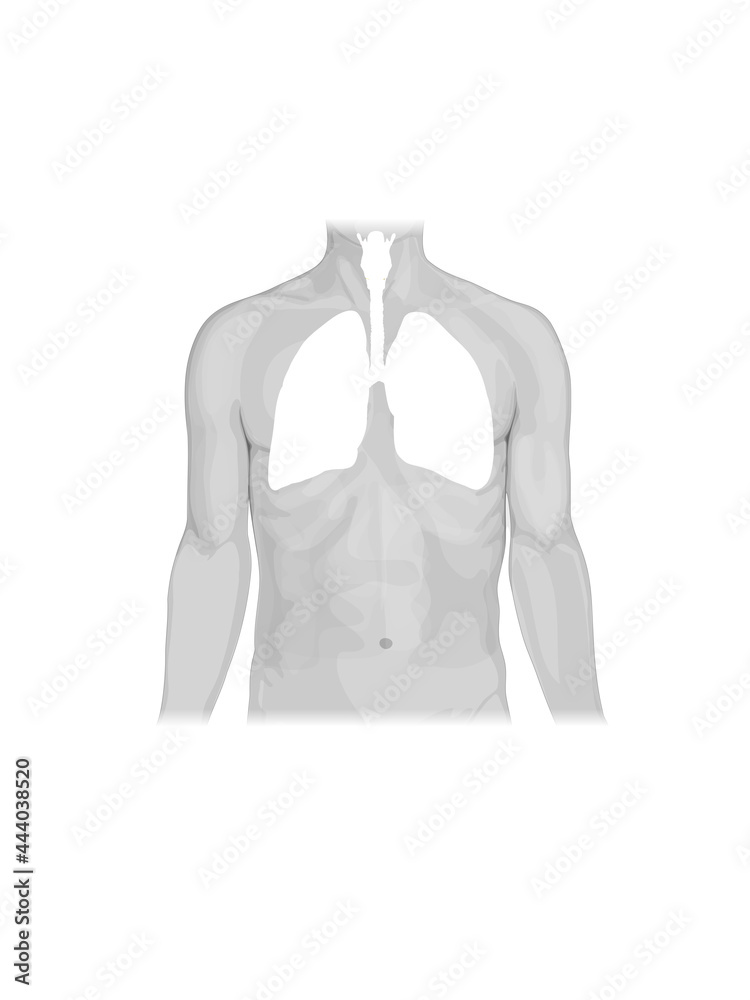 Male anatomy of human respiratory system front view Stock Illustration ...