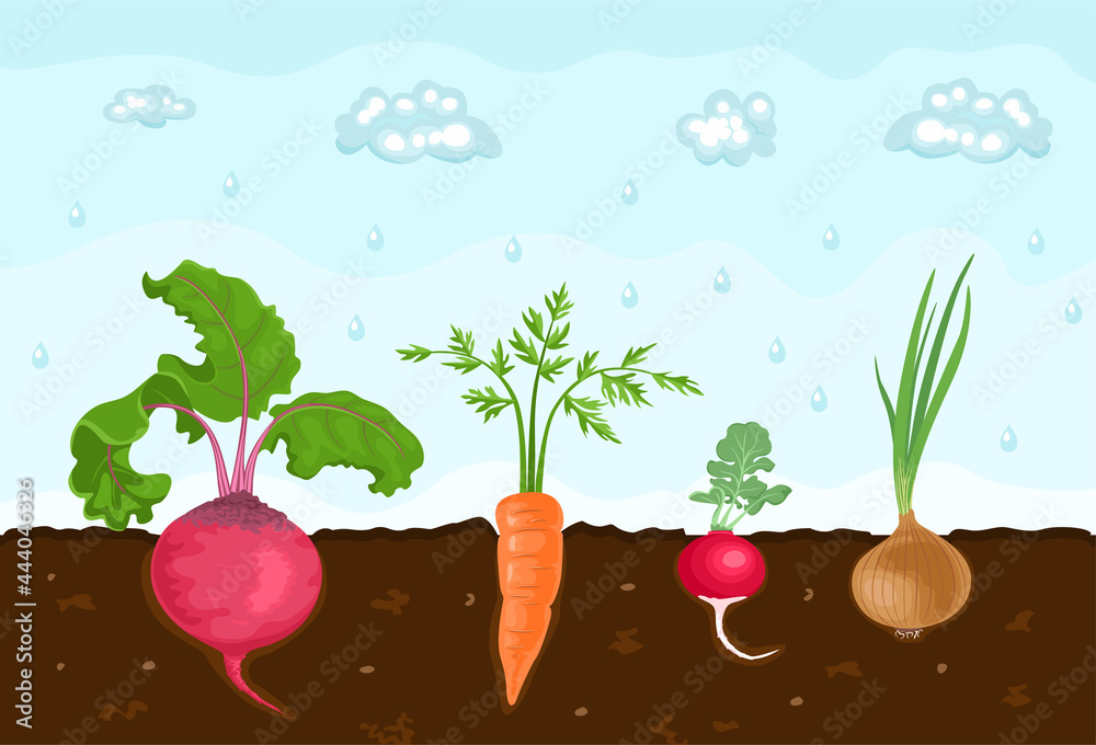 root crops cartoon