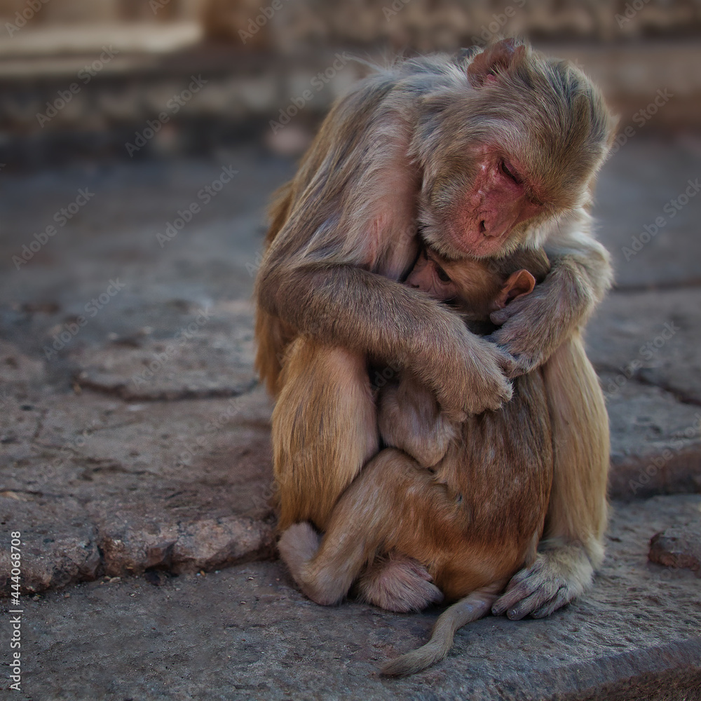 Mother monkey with cub in Hanuman Ji Temple, Jaipur, Rajasthan, India ...