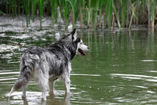 Dogs Bathe In The Swamp Free Stock Photo - Public Domain Pictures