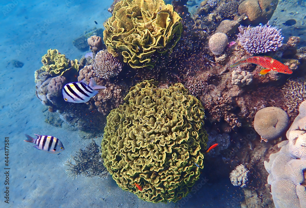 Coral reefs, concept of biodiversity of marine ecosystems untouched by ...