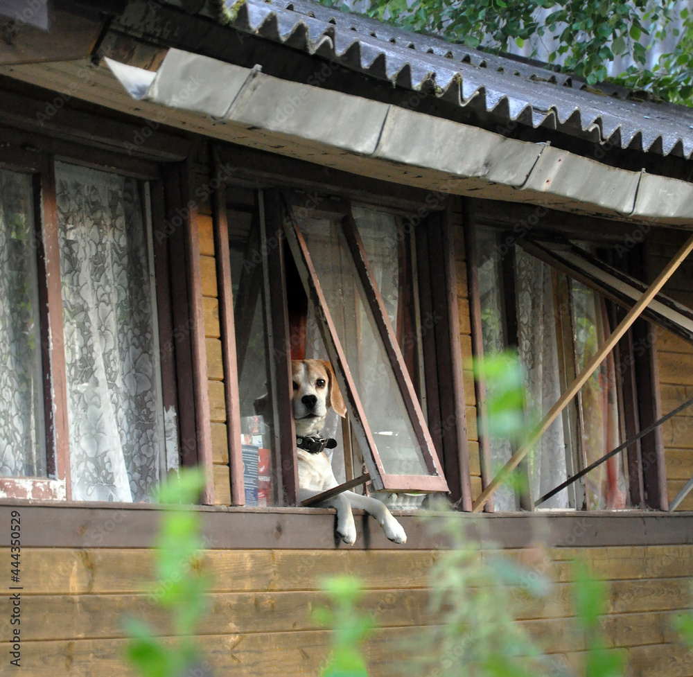 funny beagle dog with long ears looks out of the window of a village ...