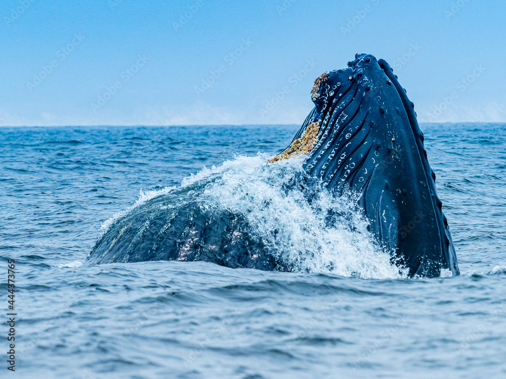 Vertical lunge feeding behavior of Humpback Whale (Megaptera ...