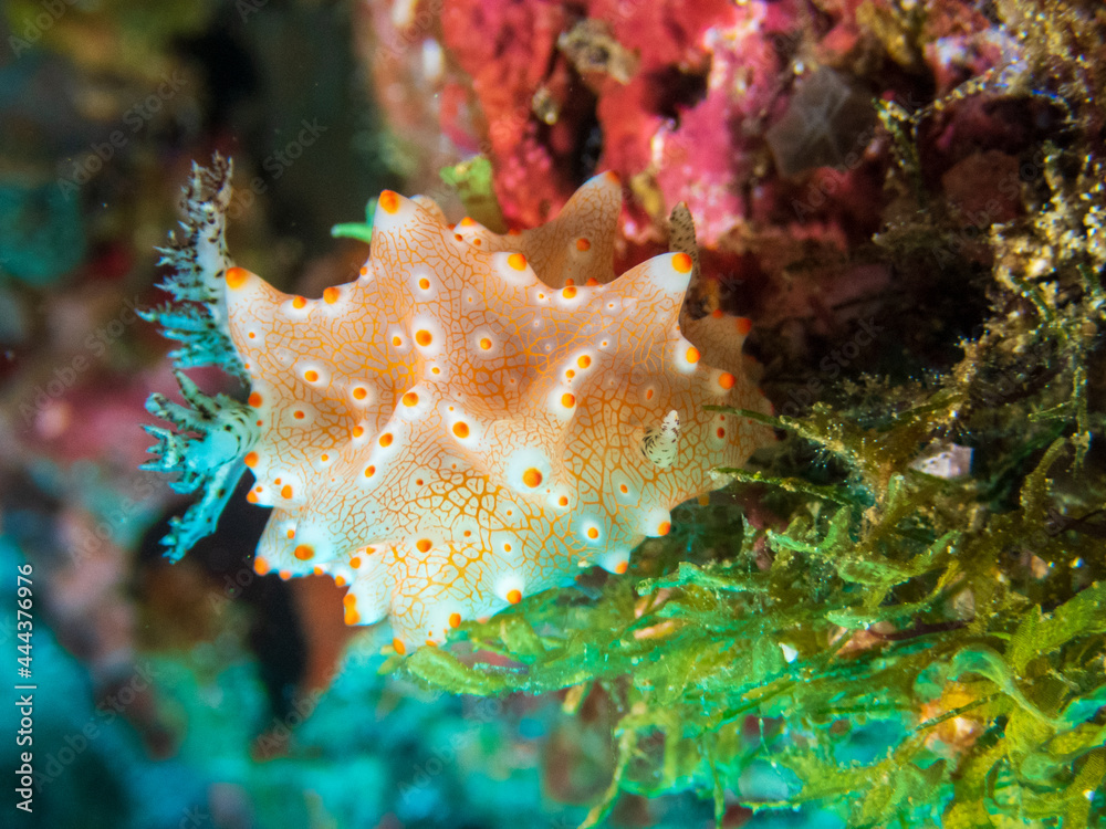Halgerda Batangas nudibranch or sea slug at Baluarte dive site in Sogod ...
