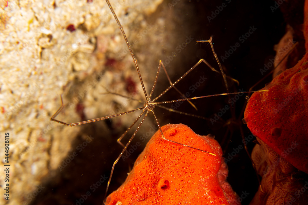 Spider Squat Lobster (Chirostylus dolichopus) at Santa Sofia II dive ...