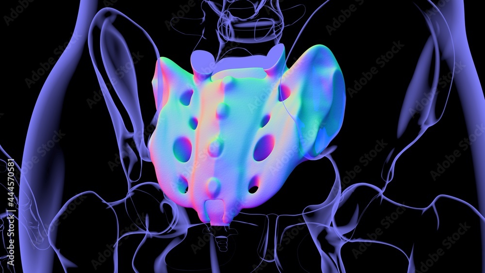 Human skeleton anatomy Sacral Bone 3D Rendering Stock Illustration ...