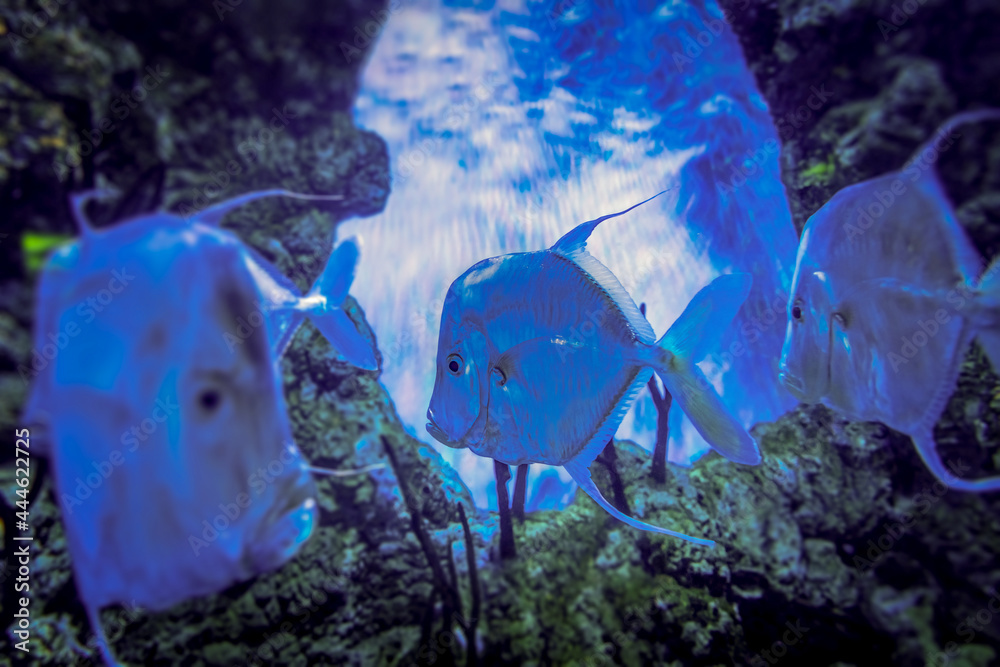 Group of the Lookdown fish known as Selene Vomer - game fish of the ...