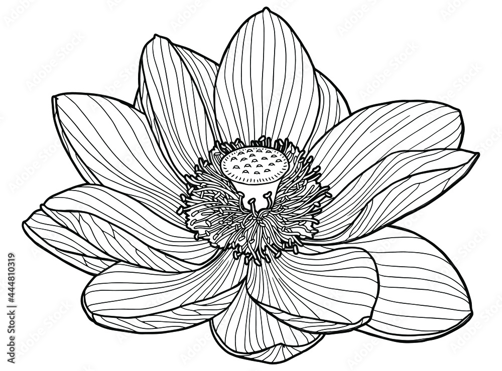 Lotus flowers. Botanical illustration. Coloring page. black outline ...