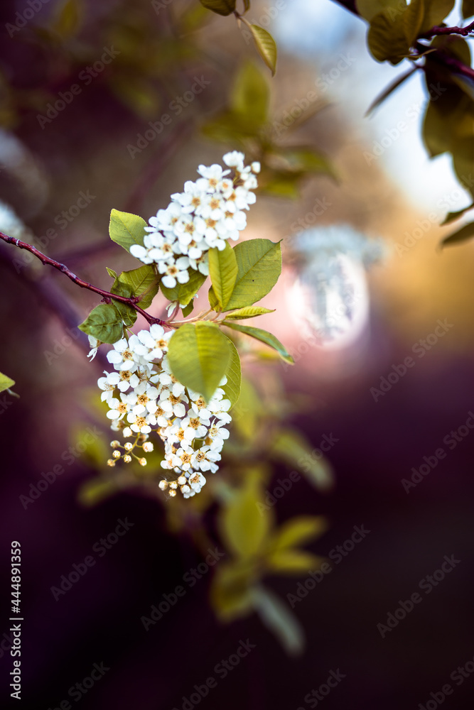 Delicate flowers in a blooming garden. Flower screensaver on the screen ...