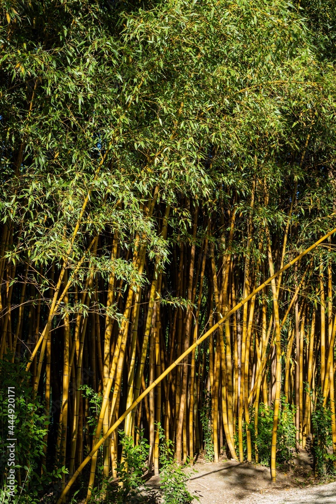 Thickets of evergreen graceful golden bamboo plants Phyllostachys ...