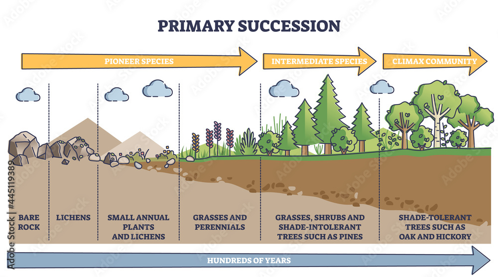 Primary succession and ecological growth process stages outline diagram ...