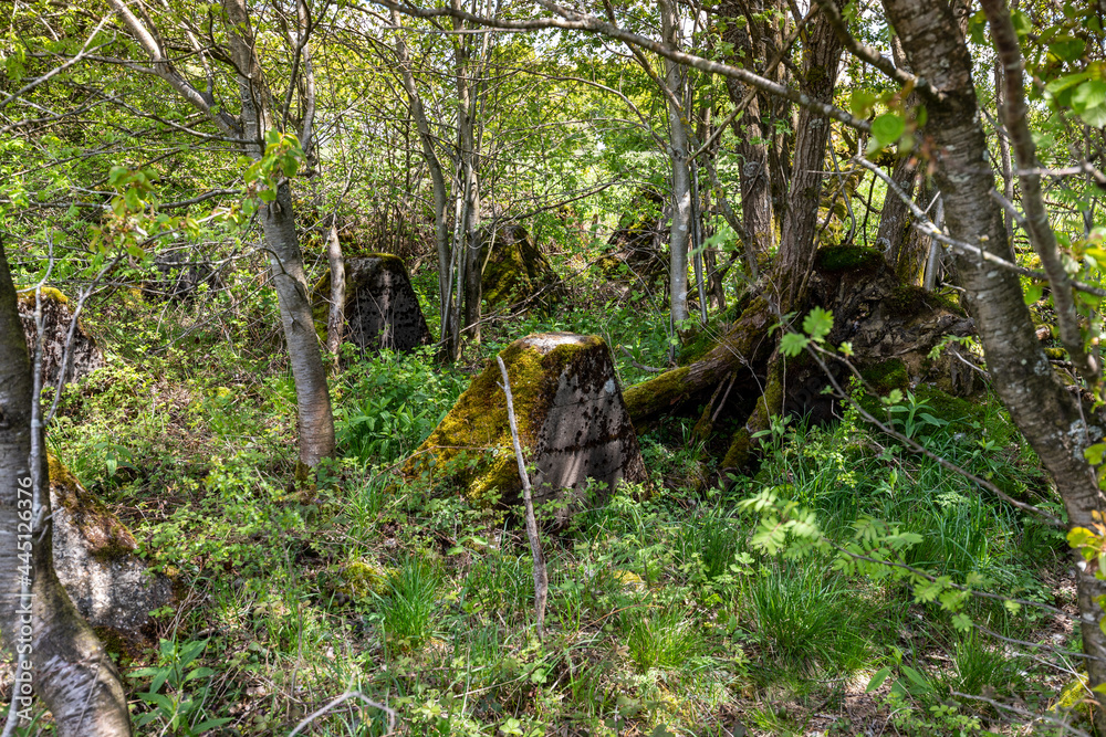 Nature reserve along the historic tank traps along the Westwall near ...
