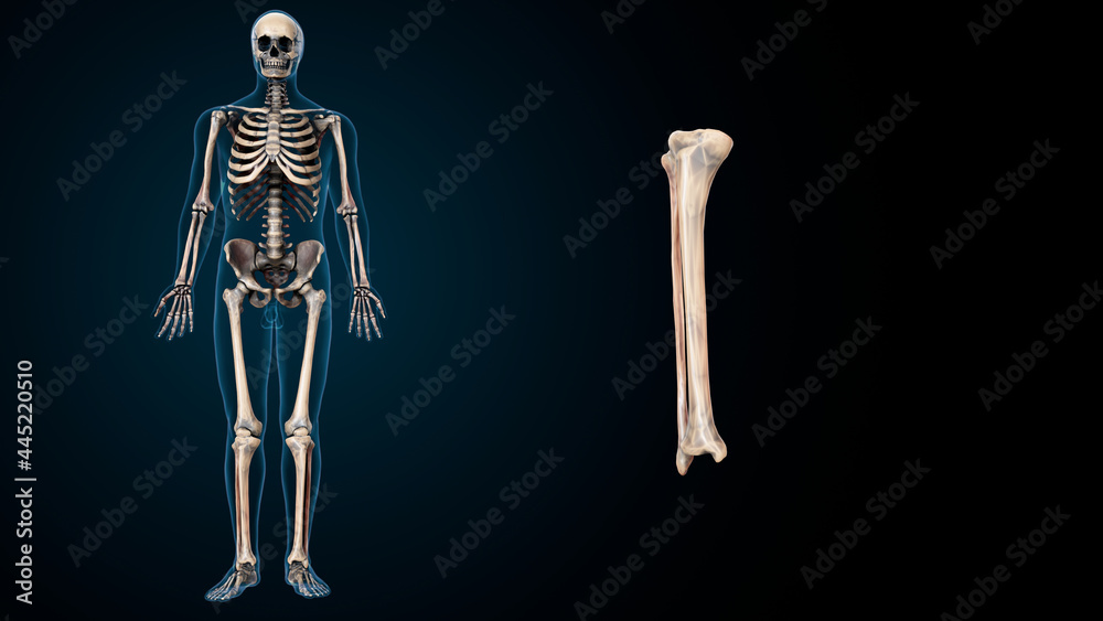 human skeleton system tibia and fibula bone joints anatomy. 3d ...