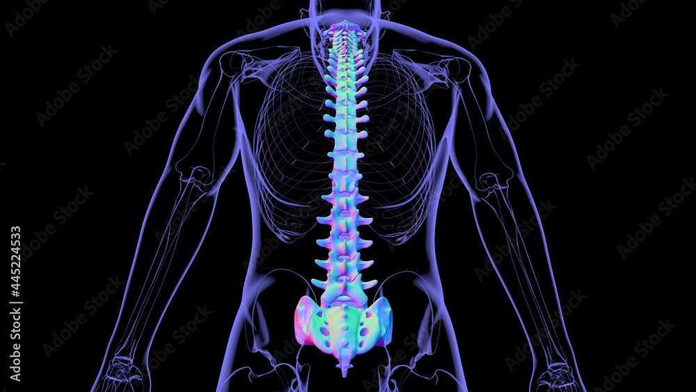 Ilustración de Stock Human Skeleton Vertebral Column Vertebrae Anatomy ...