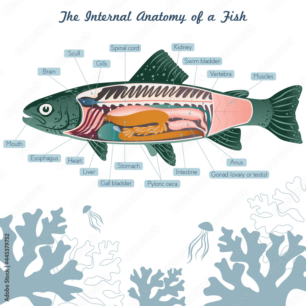Fish internal organs Vector Art diagram Anatomy with Labels Stock ...
