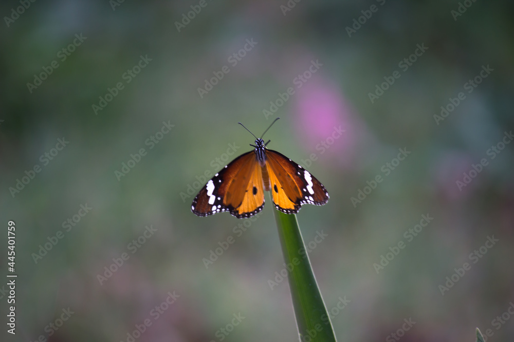 Danaus chrysippus, also known as the plain tiger, African queen, or ...