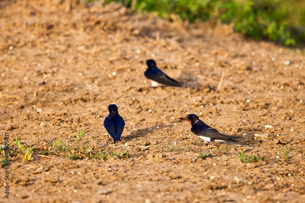 (Hirundo rustica) is a migratory, insectivorous bird of the order ...