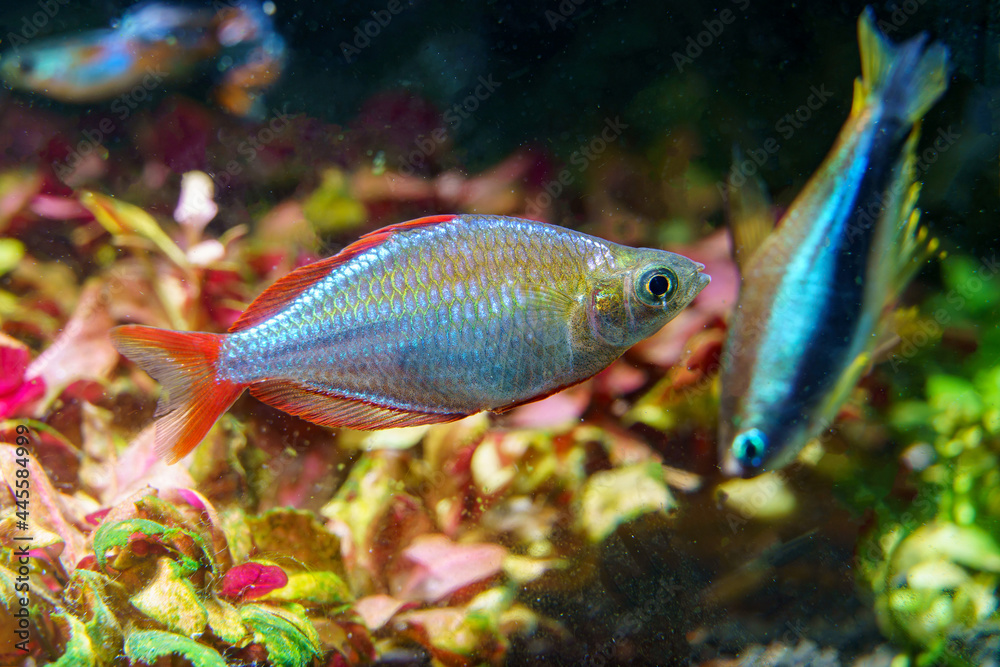 Neon Dwarf Rainbowfish (Melanotaenia praecox) with emperor tetra in ...