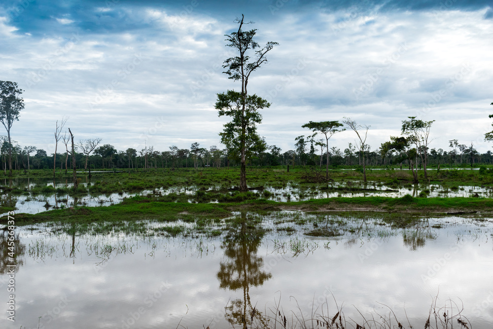 Tree in the middle of a lagoon surrounded by a lot of vegetation. Stock ...