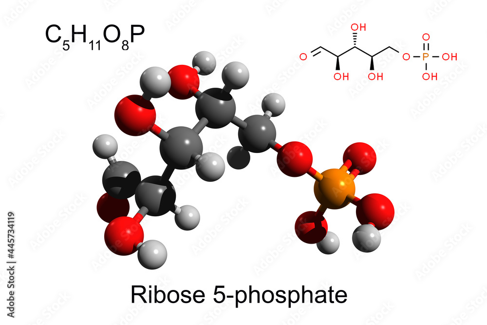 Chemical formula, skeletal formula and 3D ball-and-stick model of ribose 5-phosphate, white ...