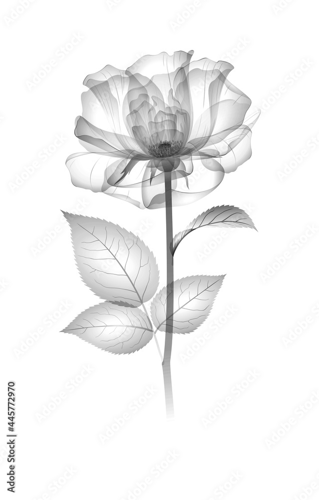 x-ray image of a flower isolated on white, the rose 3d illustration. X ...