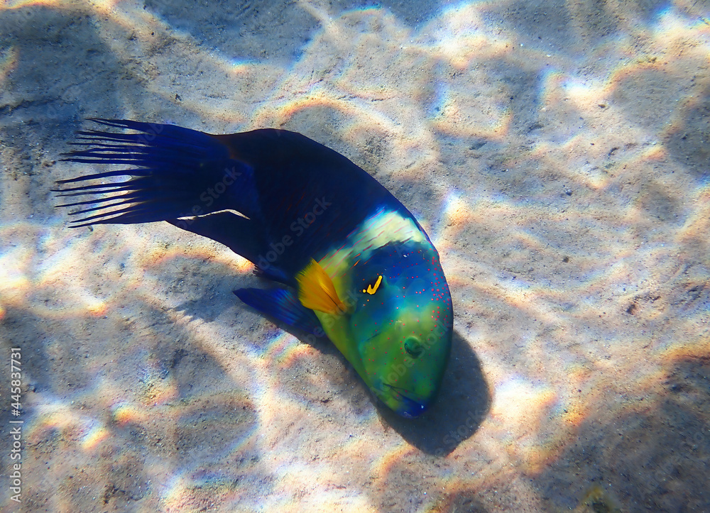 ภาพถ่าย Stock Male of broom-tail wrasse – Cheilinus lunulatus is ...
