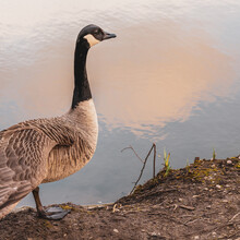 Geese On Lake Shore At Sunset 2 Free Stock Photo - Public Domain Pictures