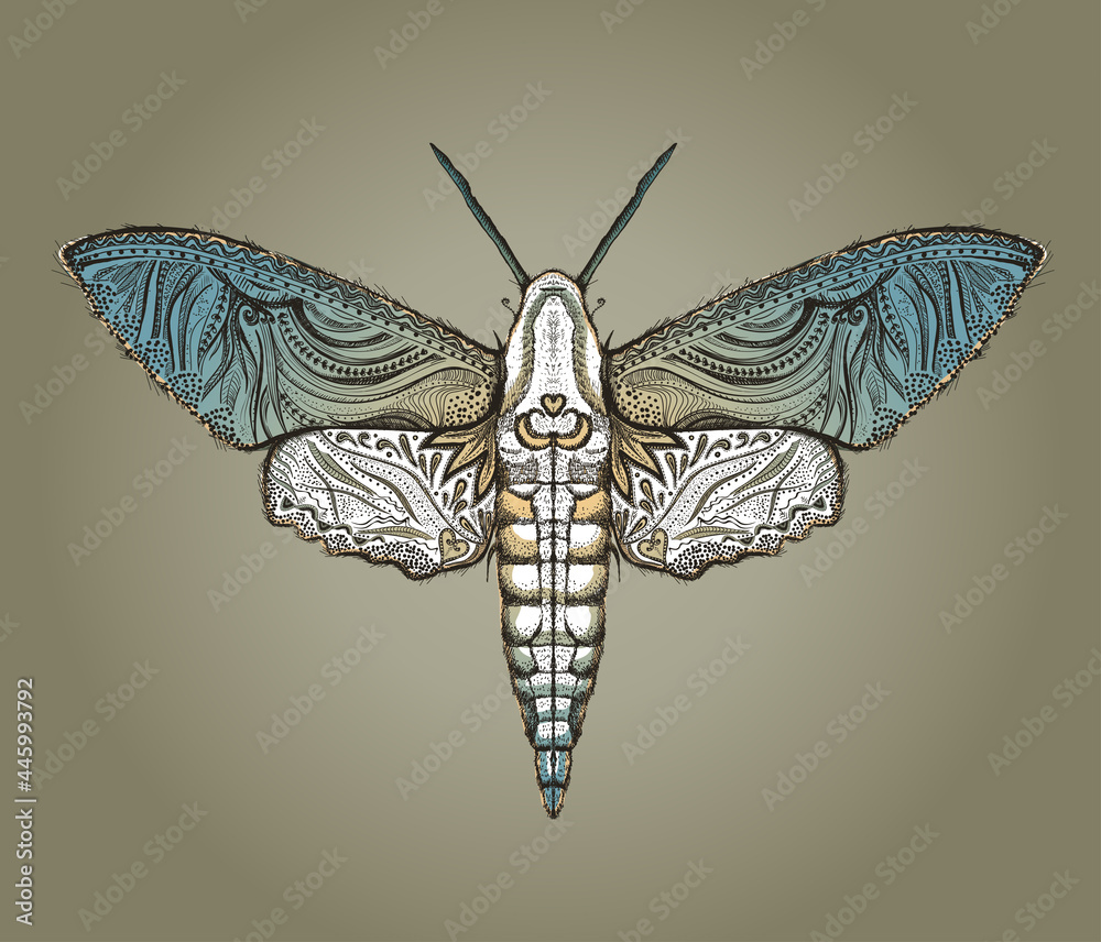 Sphingidae hawk-moths graphic Stock Vector | Adobe Stock
