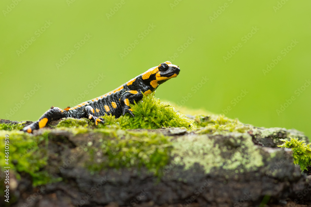 Barred fire salamander. Fire salamanders live in central Europe forests ...