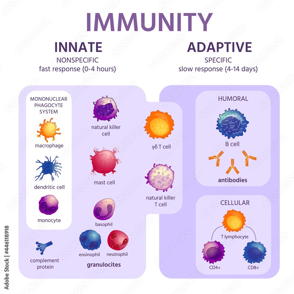 Innate and adaptive immune system. Immunology infographic with cell ...