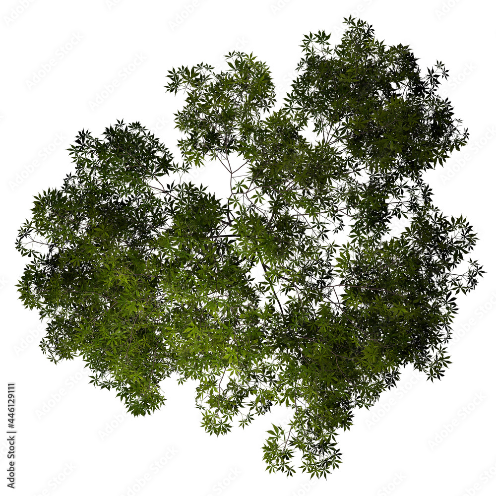 VEGETATION TOP VIEW - TREES AND BUSHES IN PLAN Stock Illustration ...