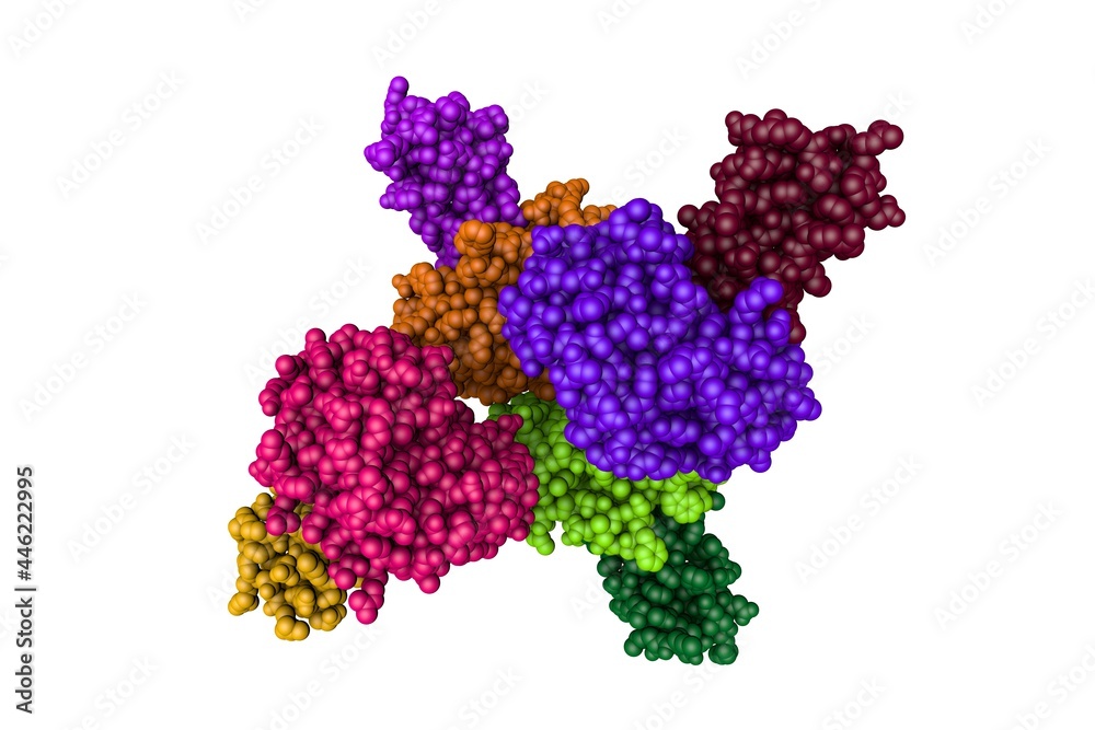 Molecular model of human mesotrypsin in a complex with bovine ...