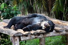 Spectacled Bear Sleeping Free Stock Photo - Public Domain Pictures