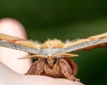 Giant Silk Moth Wing Free Stock Photo - Public Domain Pictures