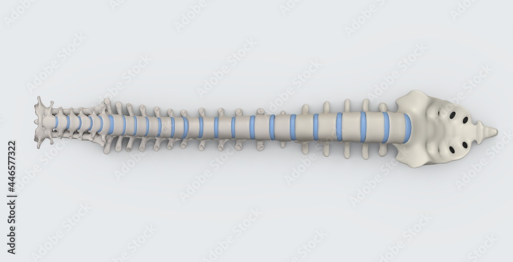 Realistic skeletal human spine and vertebral column or intervertebral ...