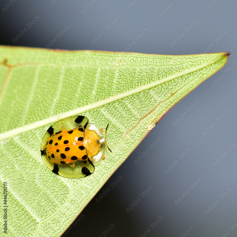 Ladybug more than 100 species have been discovered and they are thought ...