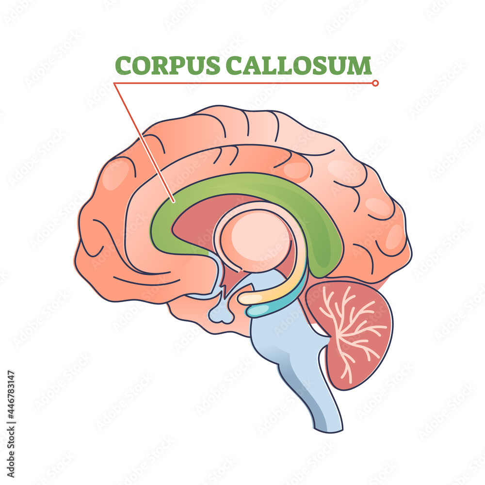 Corpus callosum educational brain part location in brain outline ...