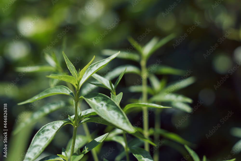 Closeup of Indian medicinal plant chirata / creat or green chiretta ...