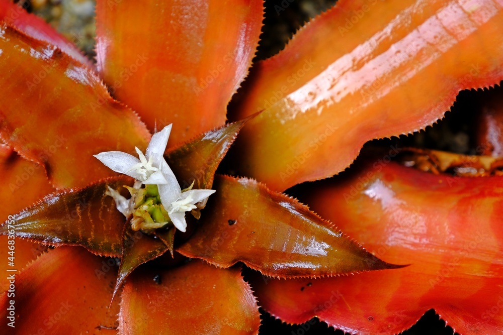 Beautiful blooming white flowers of Earth Star Bromeliad (Cryptanthus ...