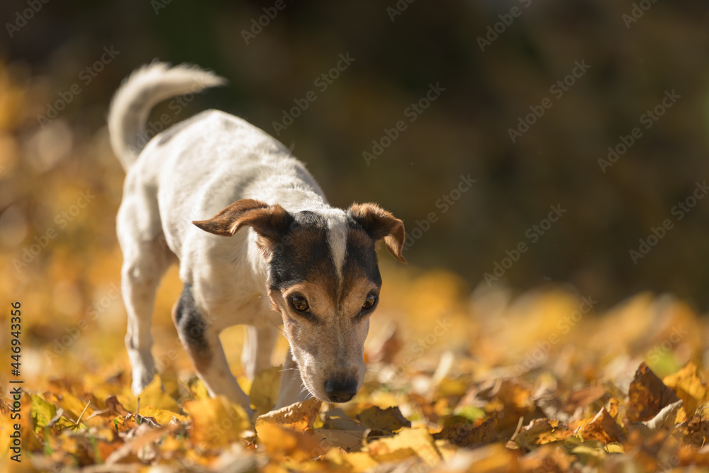cute little senior Jack Russell Terrier in autumn. 14 years old Stock ...