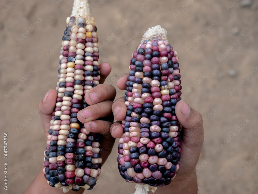Mazorca de maíz, lista para su consumo, alimento básico desde tiempos ...