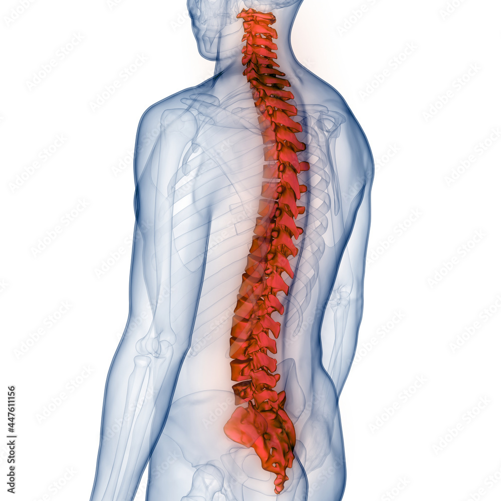 Spinal Cord Vertebral Column of Human Skeleton System Anatomy Stock ...
