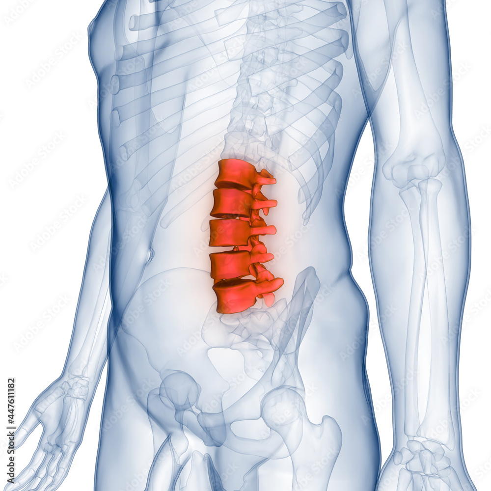 Spinal Cord Vertebral Column Lumbar Vertebrae of Human Skeleton System ...