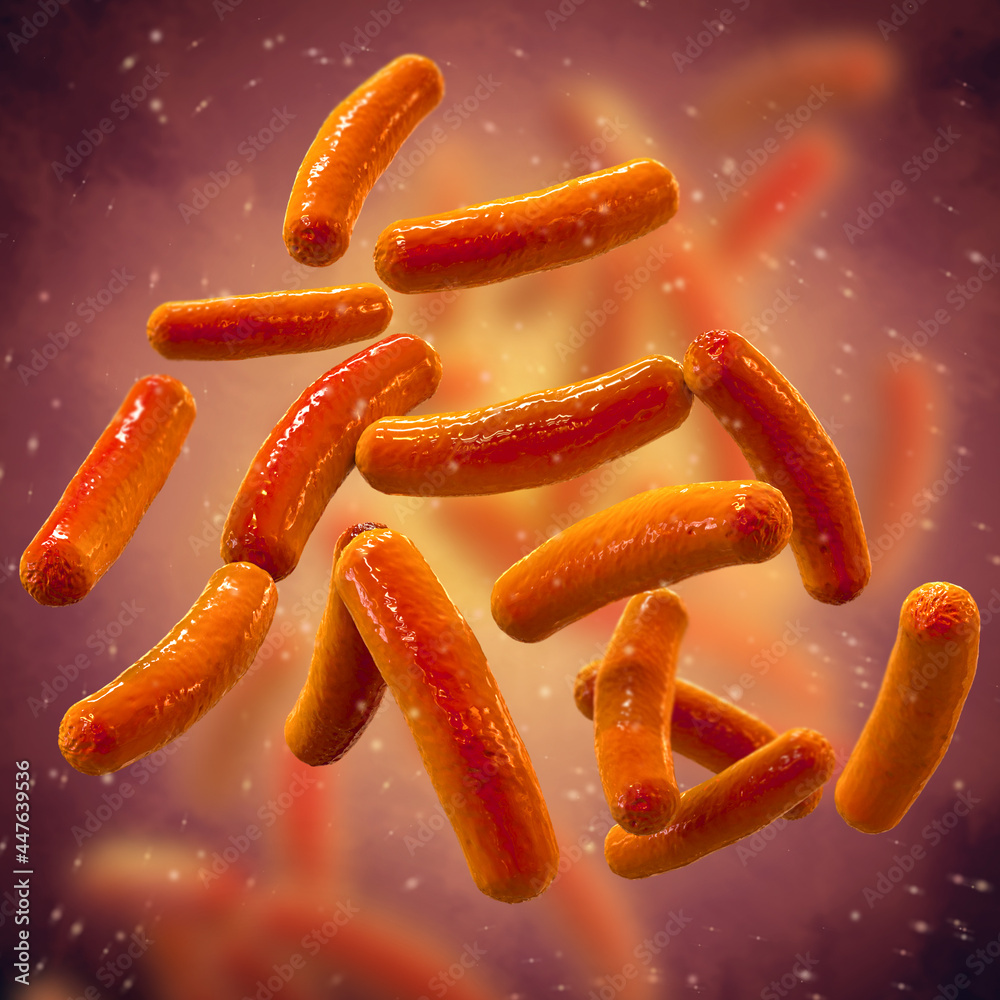 Probiotic beneficial bacteria, normal intestinal microflora ...
