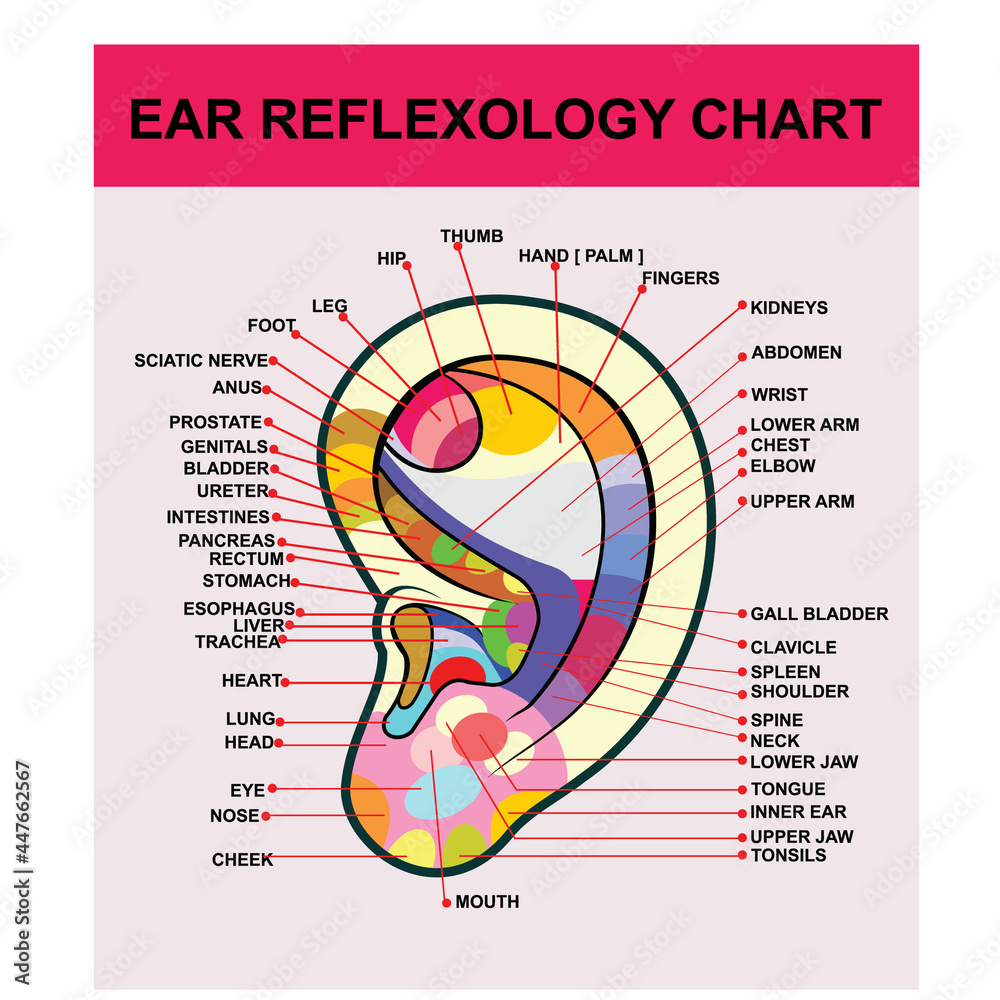 EAR REFLEXOLOGY CHART, poster vector Stock Vector | Adobe Stock
