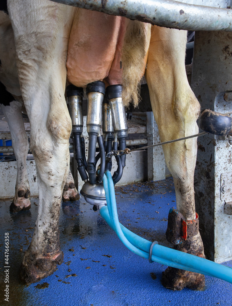 Milking cows. Milking machine. Farm. Cows. Utter of a cow. Dairy ...