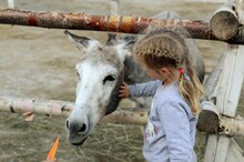 Donkey Eating Treats Free Stock Photo - Public Domain Pictures