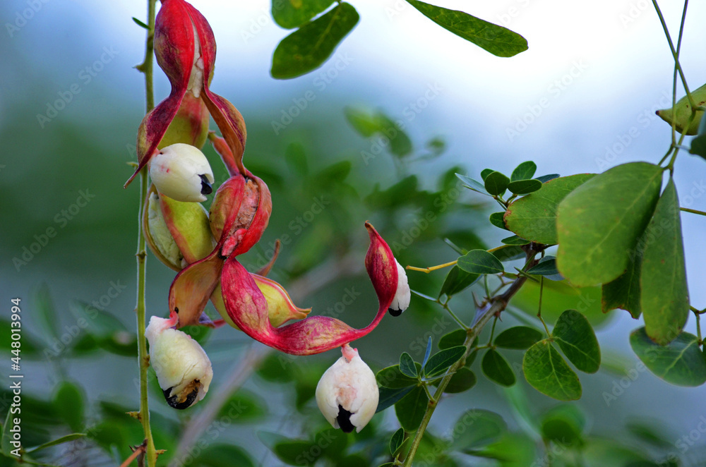 fruits of asam kranji, plant which live in lower land. Commonly known ...