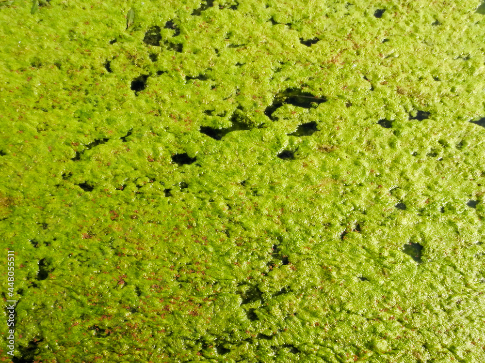 thick wet green moss algae algal marsh vegetal surface seamless texture ...